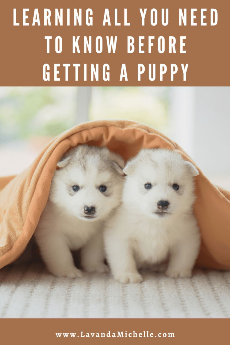 Learning All You Need To Know Before Getting A Puppy - LavandaMichelle