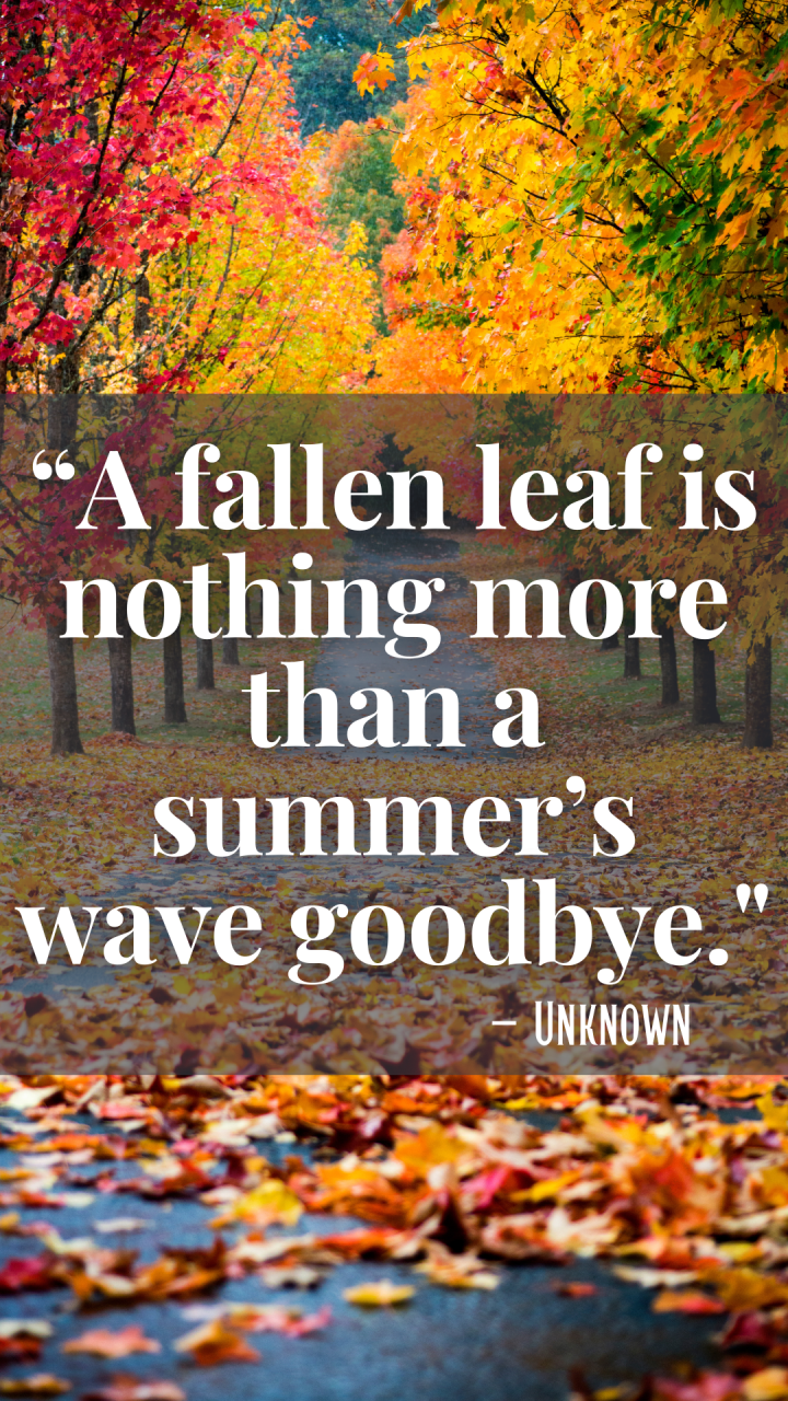 25 Quotes to Make You Fall in Love With Autumn - LavandaMichelle