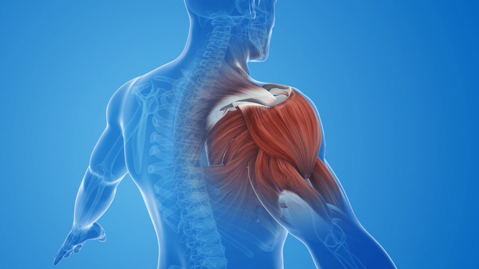 Protein Power: Unlocking the Key to Muscle Repair, Immune Support, and ...