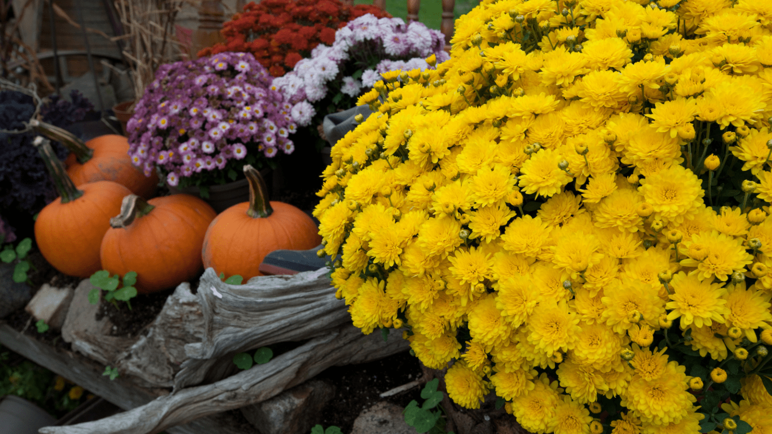 Fall Gardening Tips and Tricks: Prepare Your Garden for the Season ...