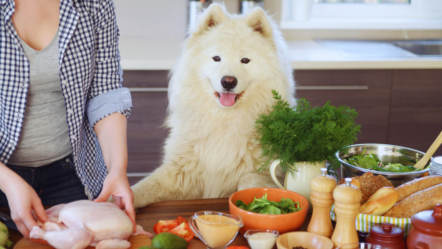Celebrating National Cook For Your Pets Day: Wholesome Recipes and Tips ...