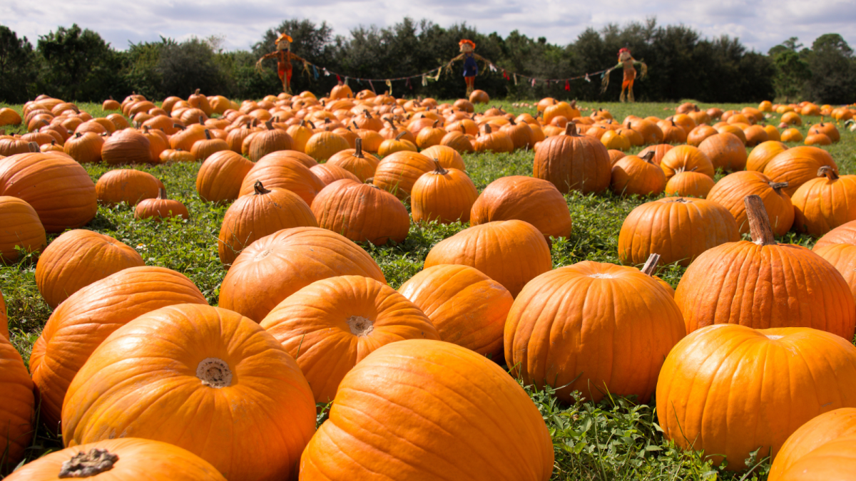 Fun Fall Activities for Families: Embrace the Season Together ...